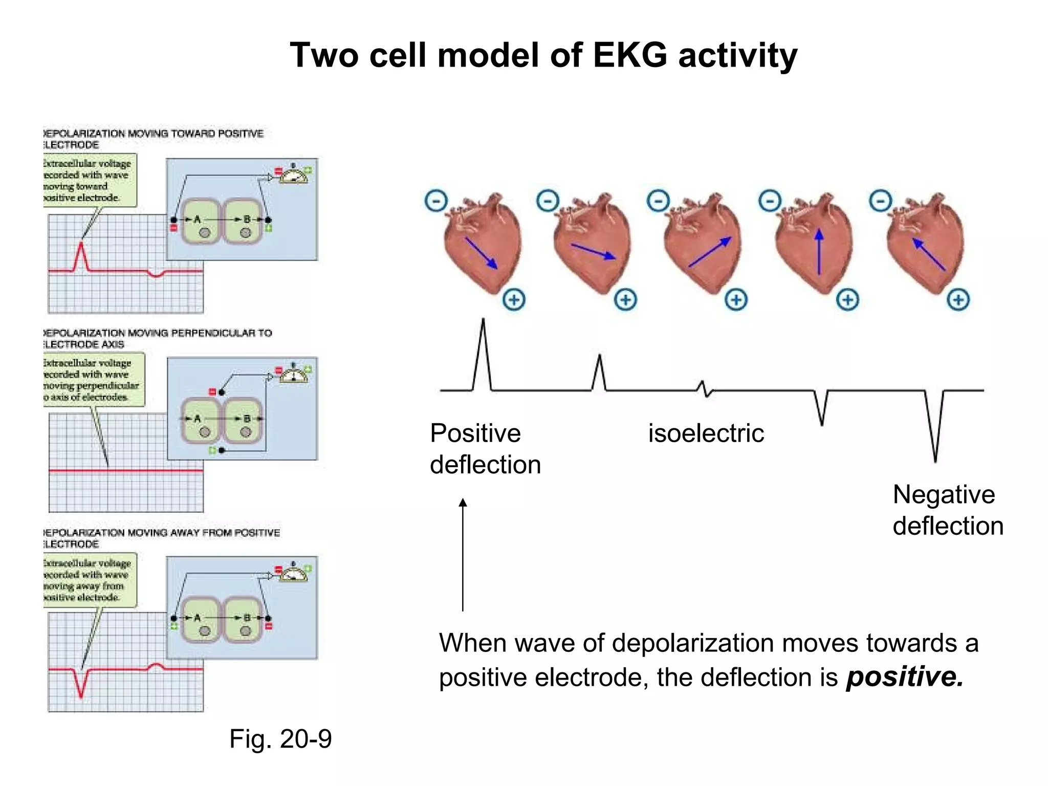 Cardiac electrophysiology part ii lecture 4 | PPT