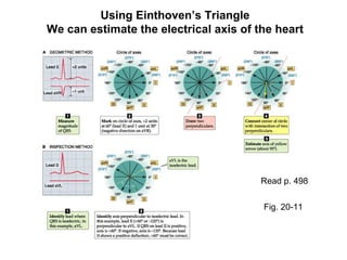 Cardiac electrophysiology part ii lecture 4 | PPT | Heart and ...