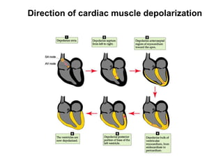 Cardiac electrophysiology part ii lecture 4 | PPT | Heart and ...