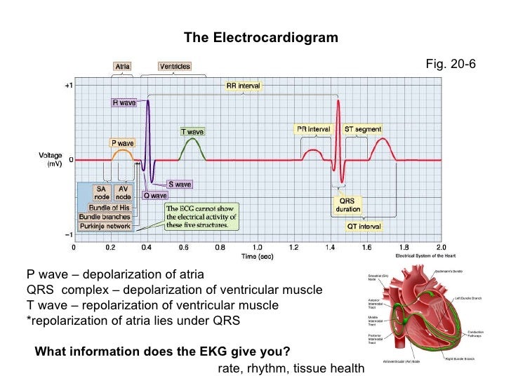 Cardiac electrophysiology part ii lecture 4