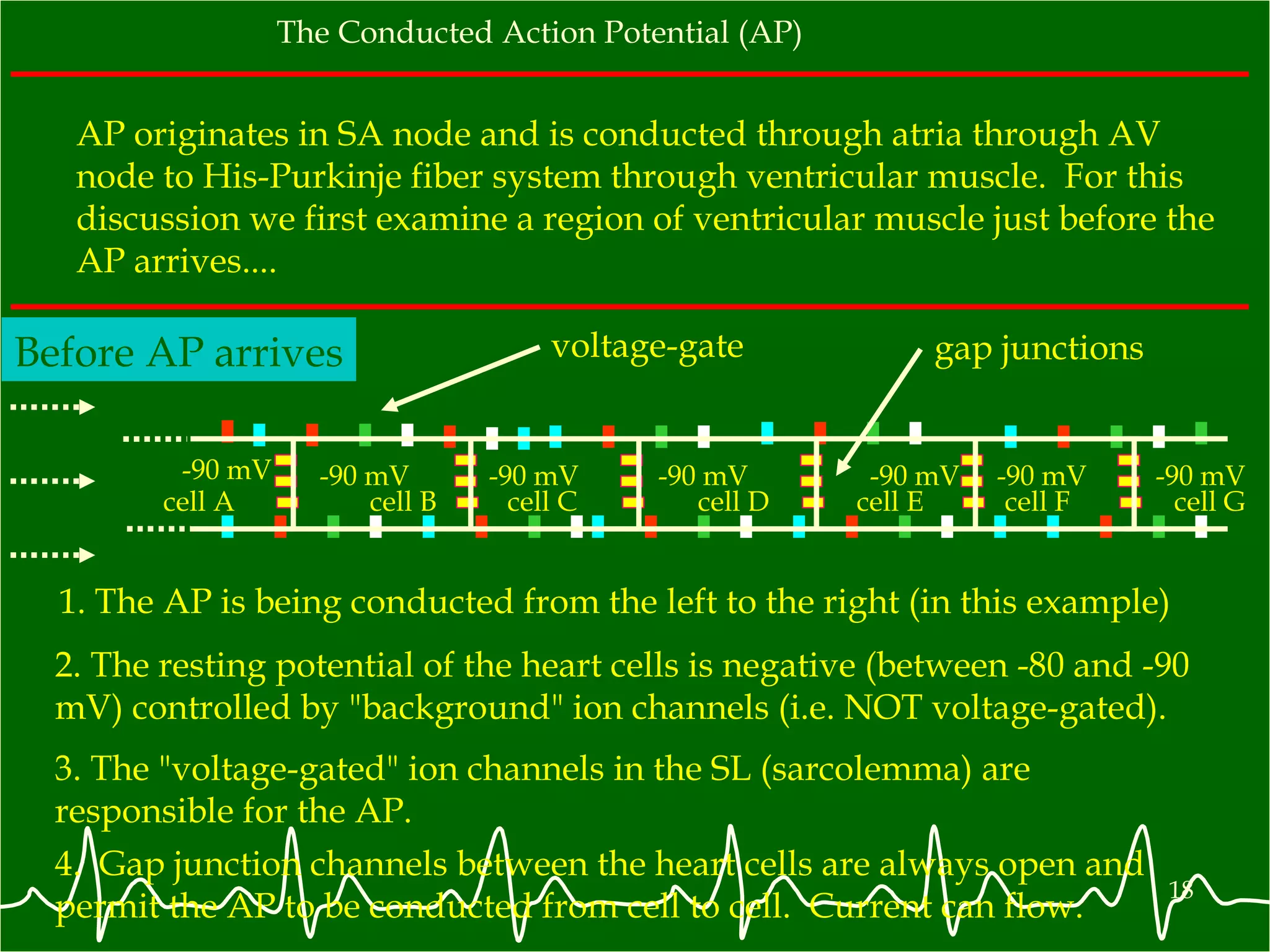 Cardiac+Electrophysiology | PPT