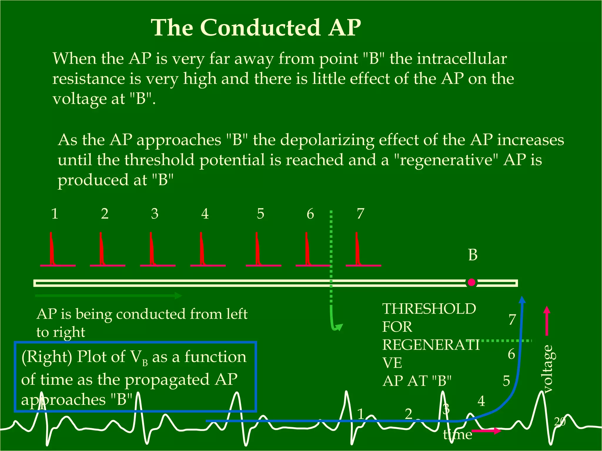 Cardiac+Electrophysiology | PPT