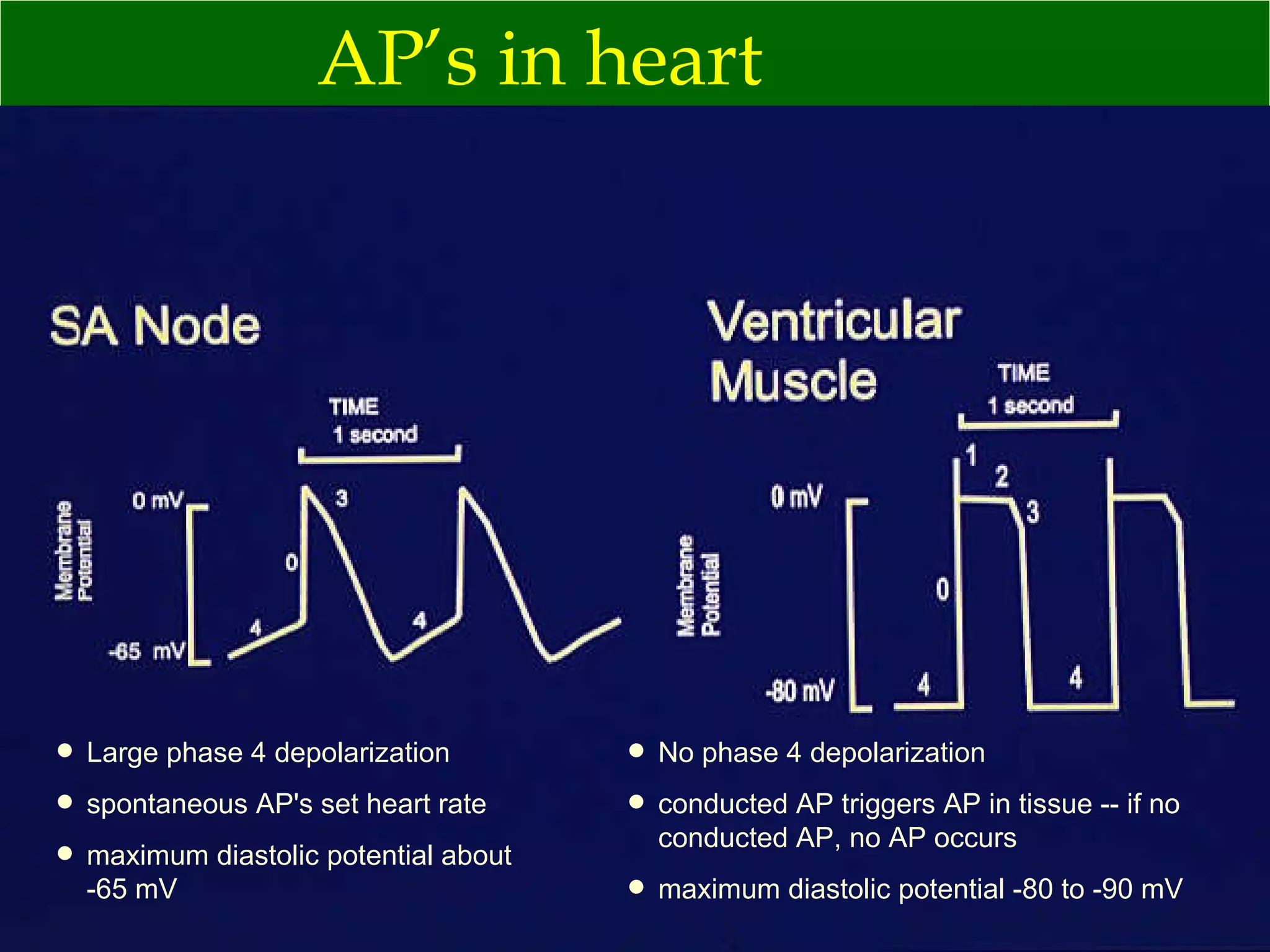 Cardiac+Electrophysiology | PPT
