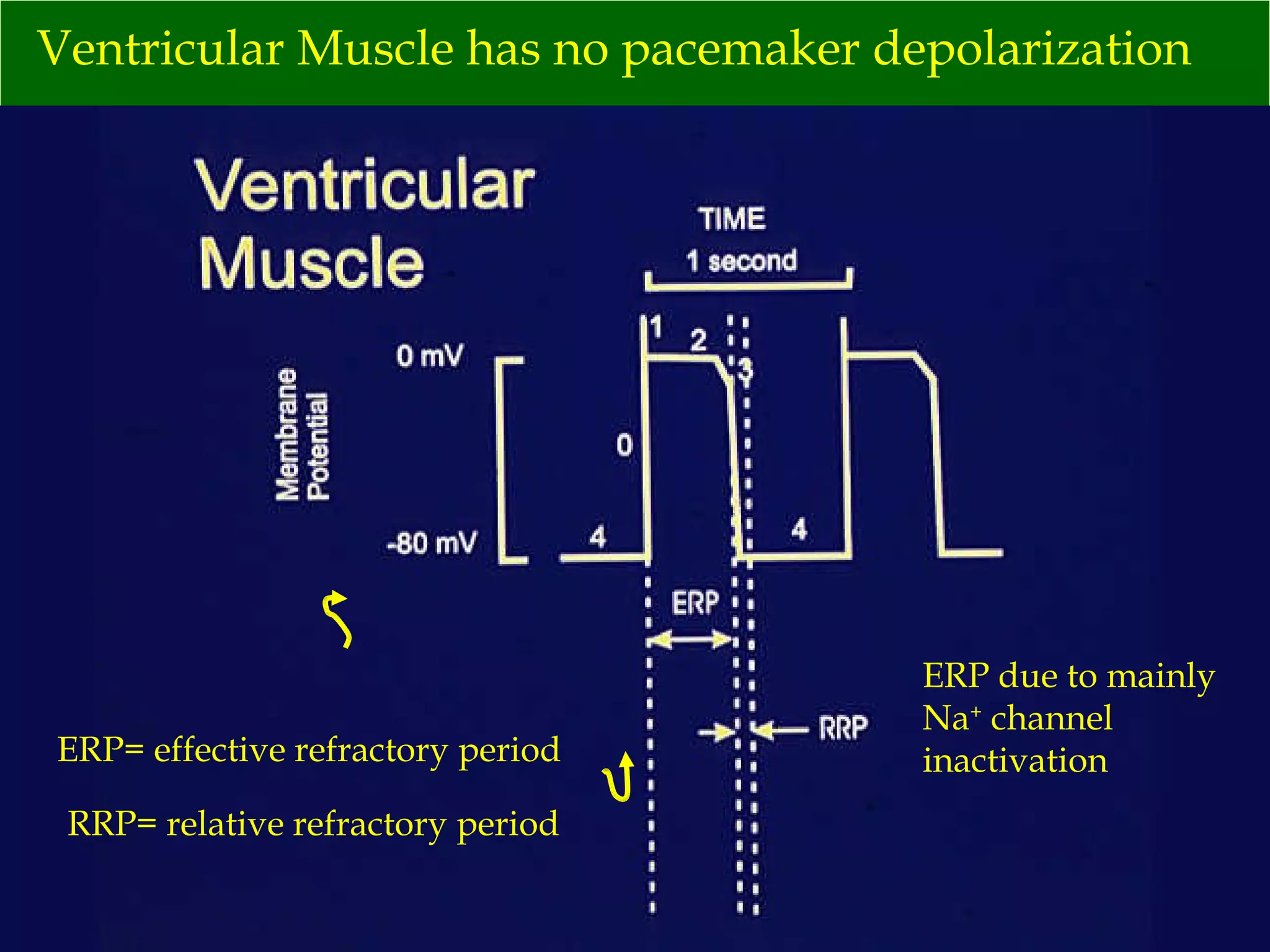 Cardiac+Electrophysiology | PPT