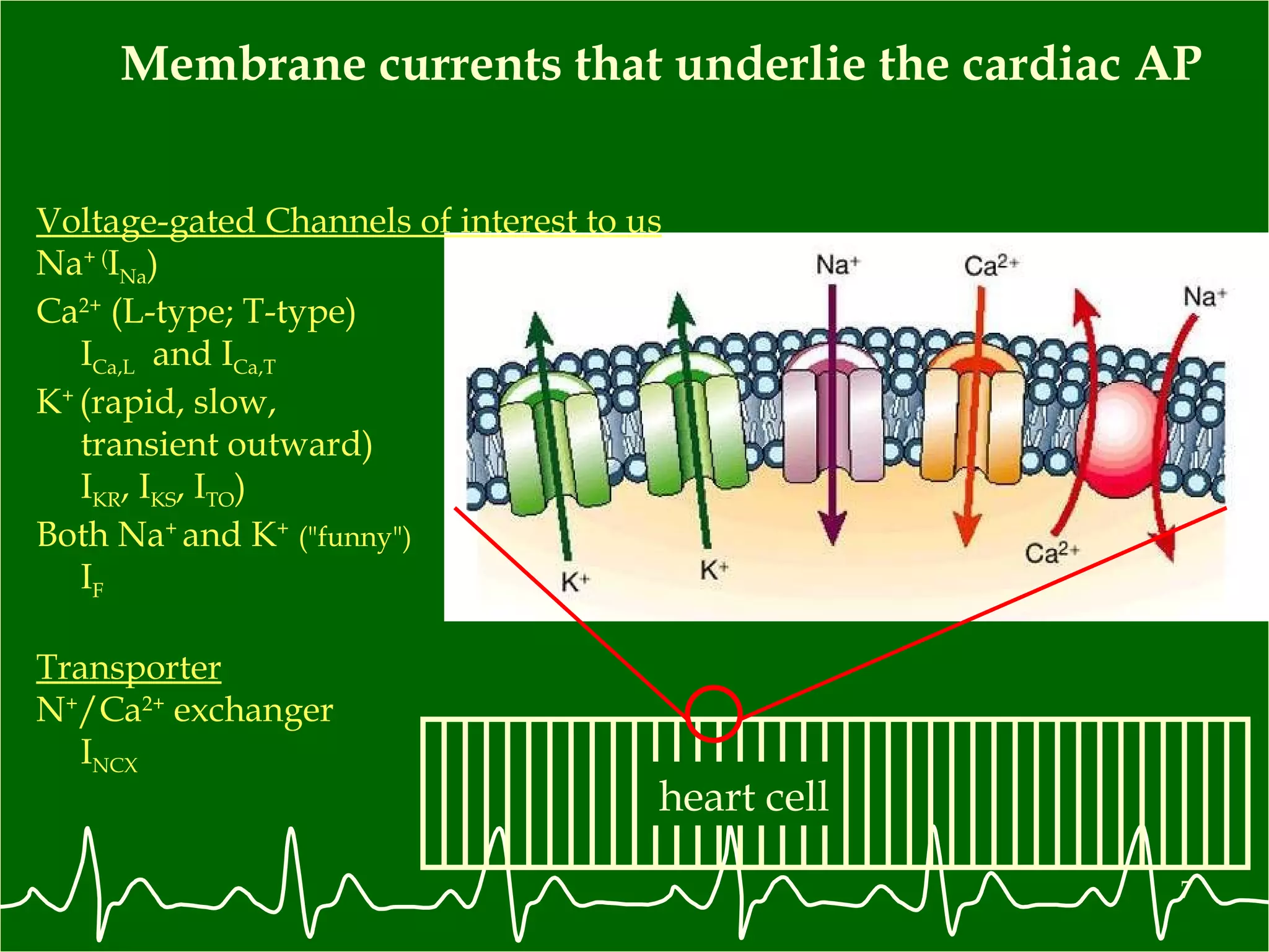 Cardiac+Electrophysiology | PPT