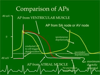 Cardiac+Electrophysiology | PPT