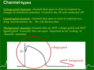 Cardiac+Electrophysiology | PPT