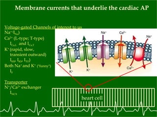 Cardiac+Electrophysiology | PPT