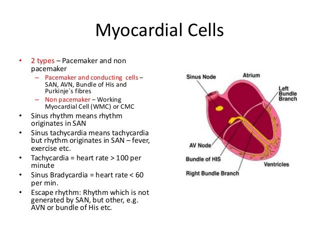 Cardiac electrophysiology and pharmacology - drdhriti