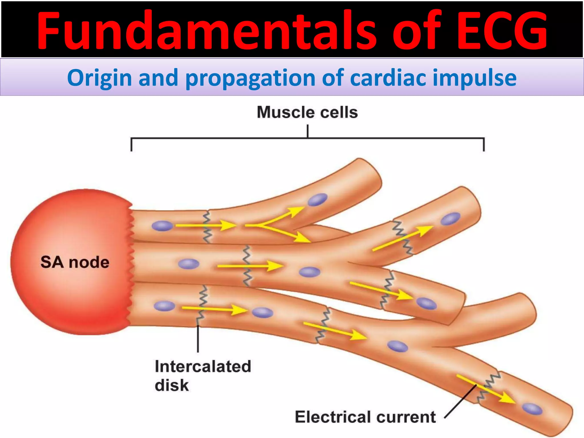 Cardiac electrophysiology master class | PPSX