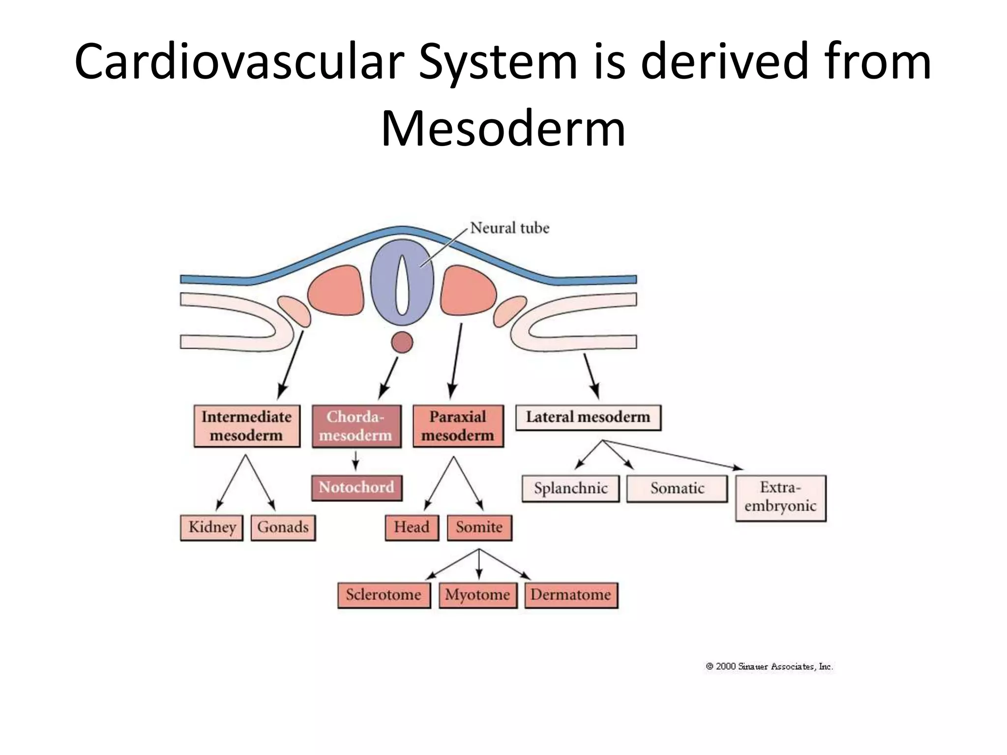Cardiac embryology | PPTX