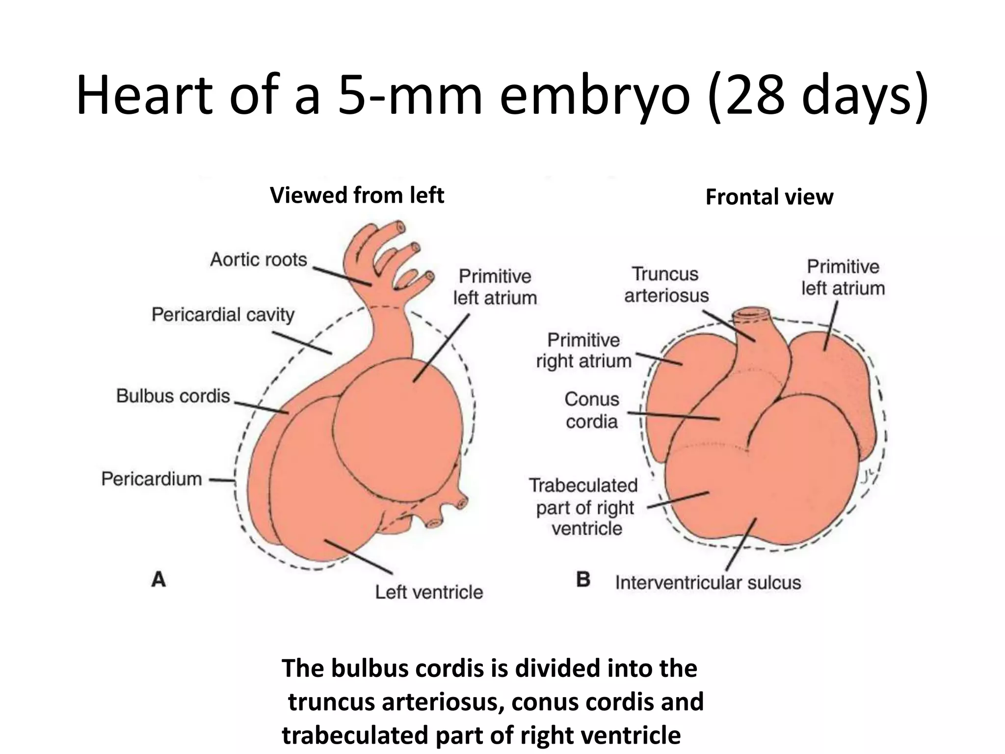 Cardiac embryology | PPTX