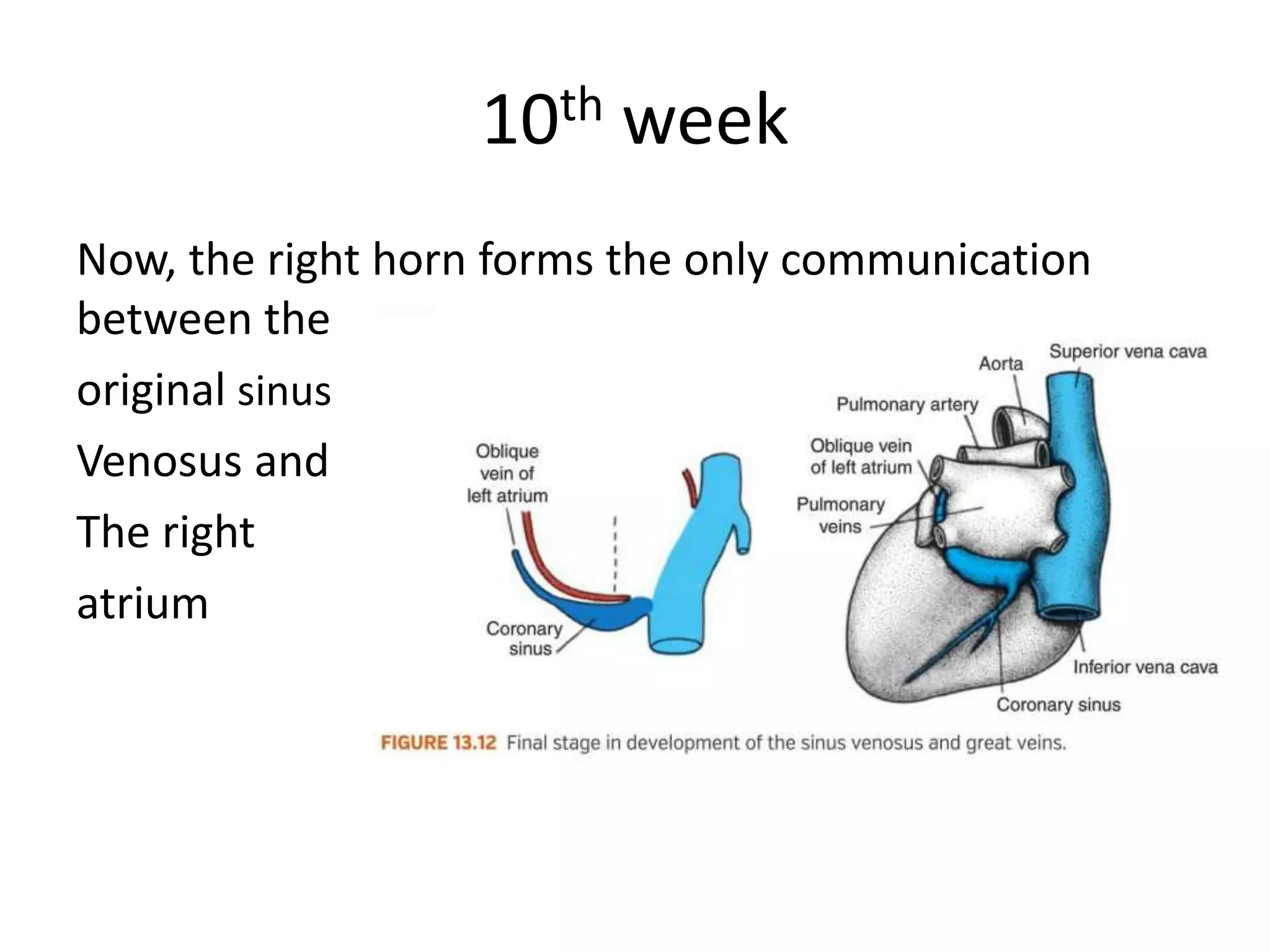Cardiac embryology | PPTX