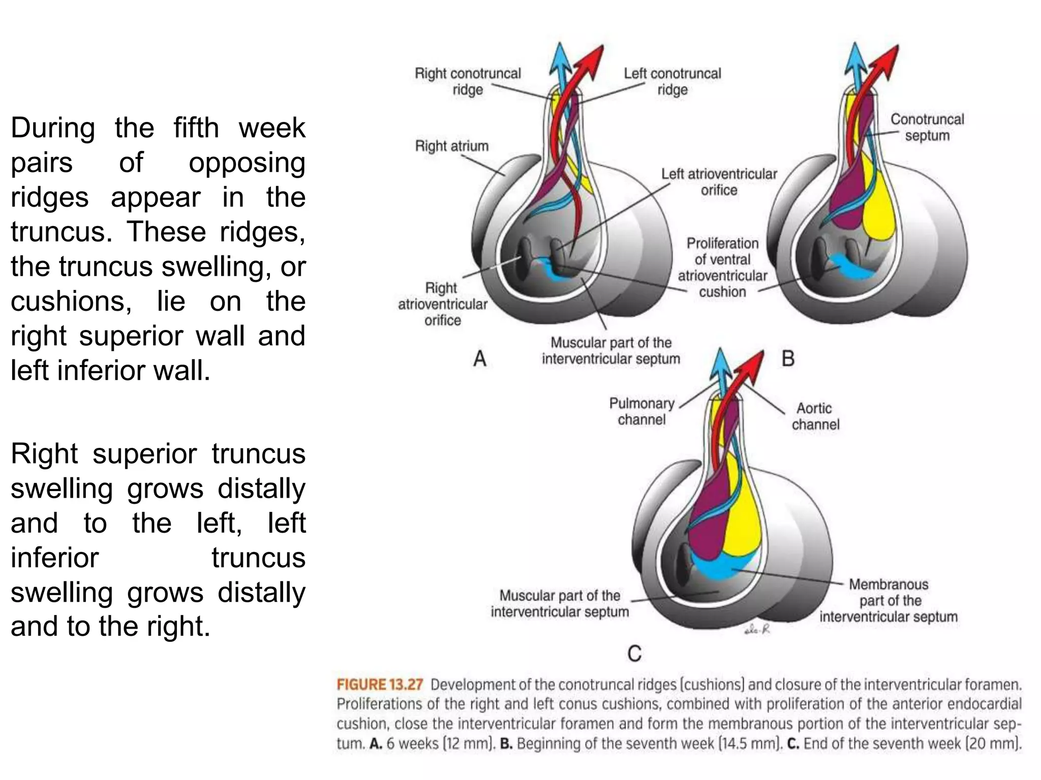 Cardiac embryology | PPTX
