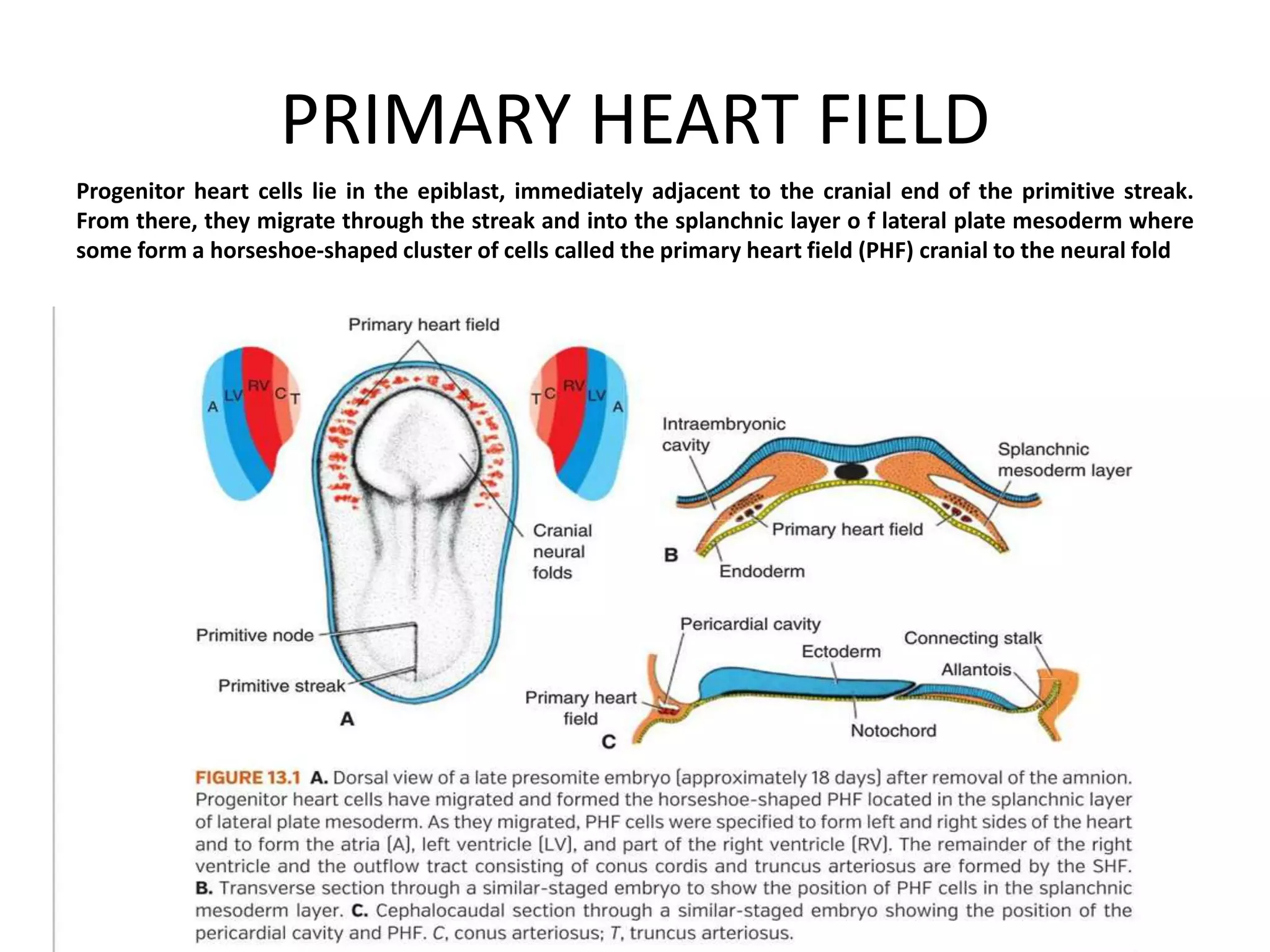 Cardiac embryology | PPTX