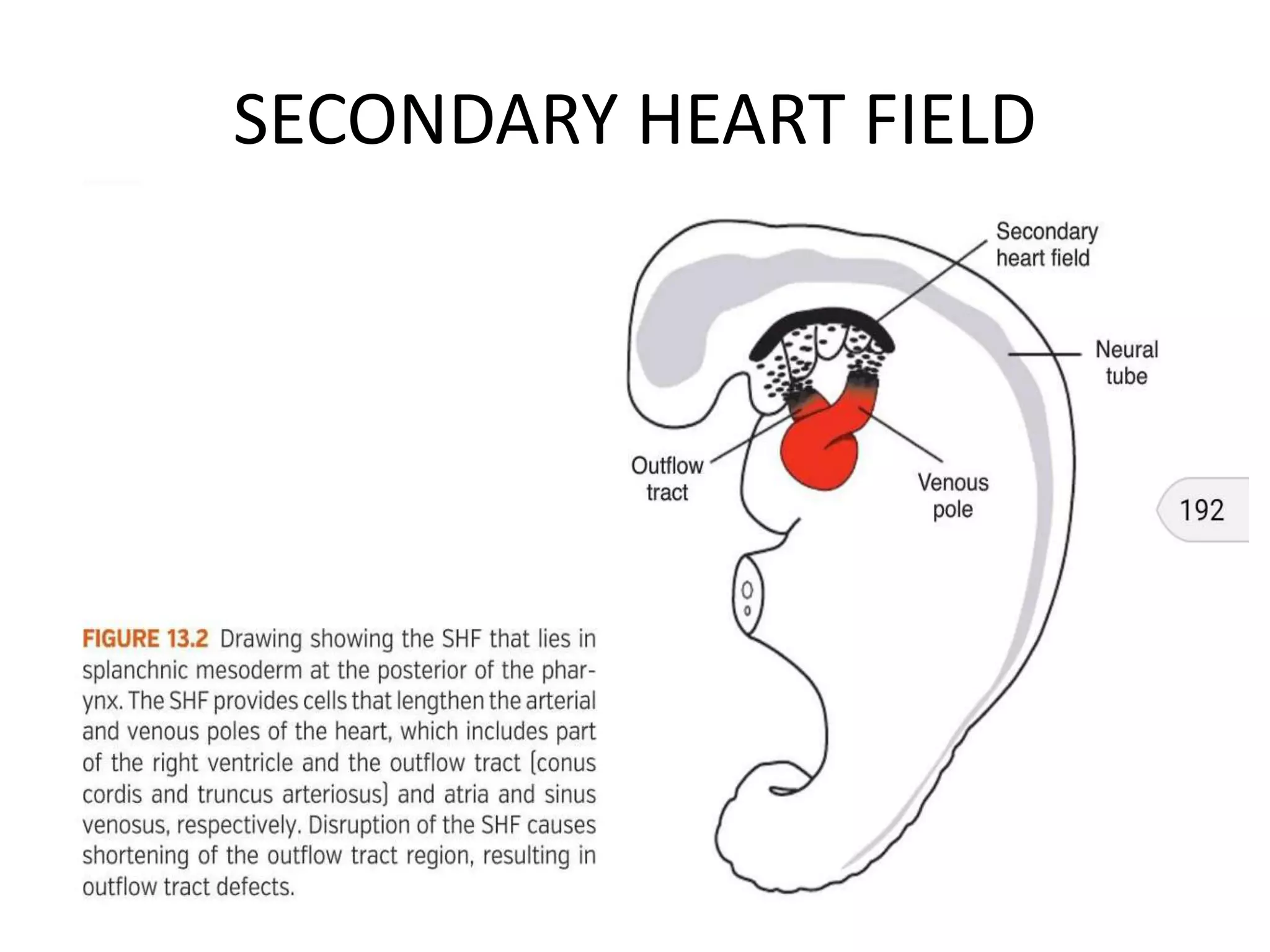 Cardiac embryology | PPTX