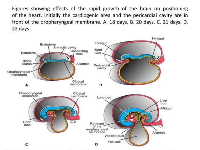 Cardiac embryology | PPTX