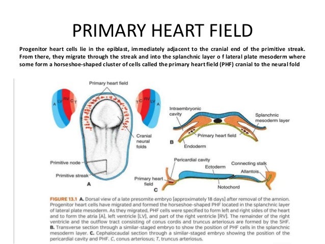 Cardiac embryology