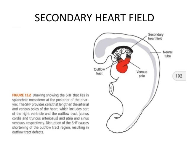 Cardiac embryology