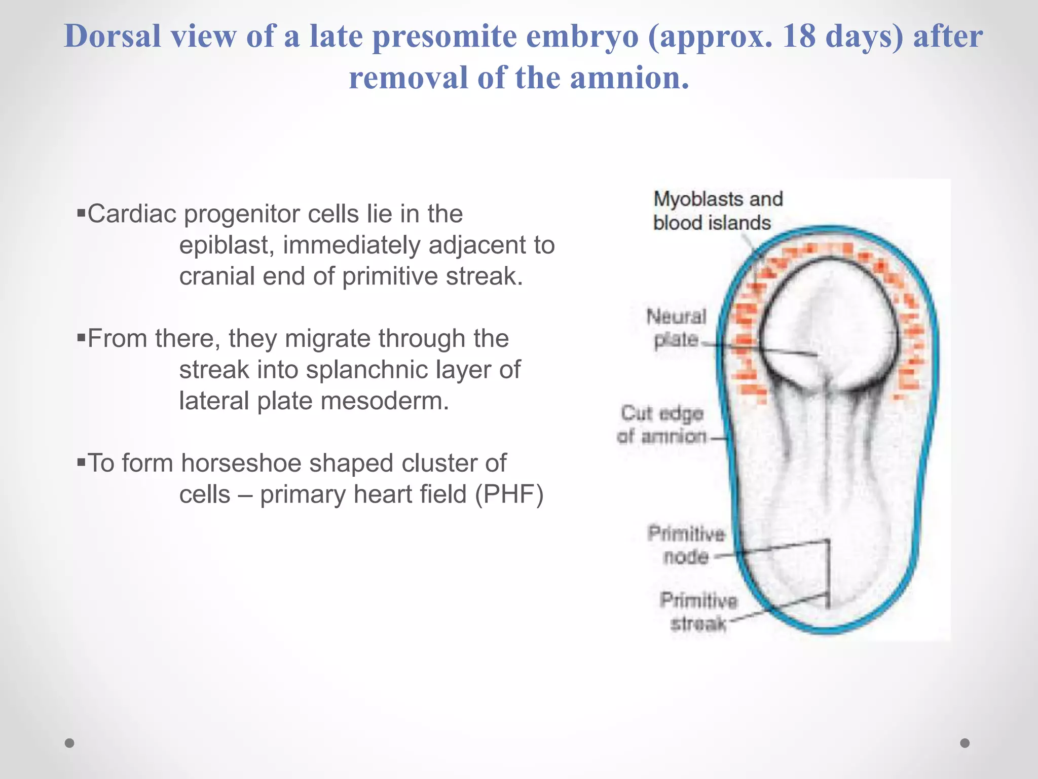 Cardiac Embryology basics.pptx