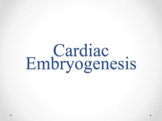 Cardiac Embryology basics.pptx
