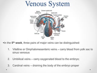 Cardiac Embryology basics.pptx
