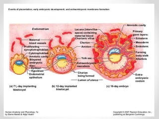 Cardiac Embryology basics.pptx