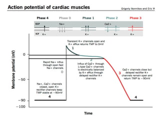 Cardiac excitation contraction coupling.pptx