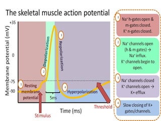 Cardiac excitation contraction coupling.pptx