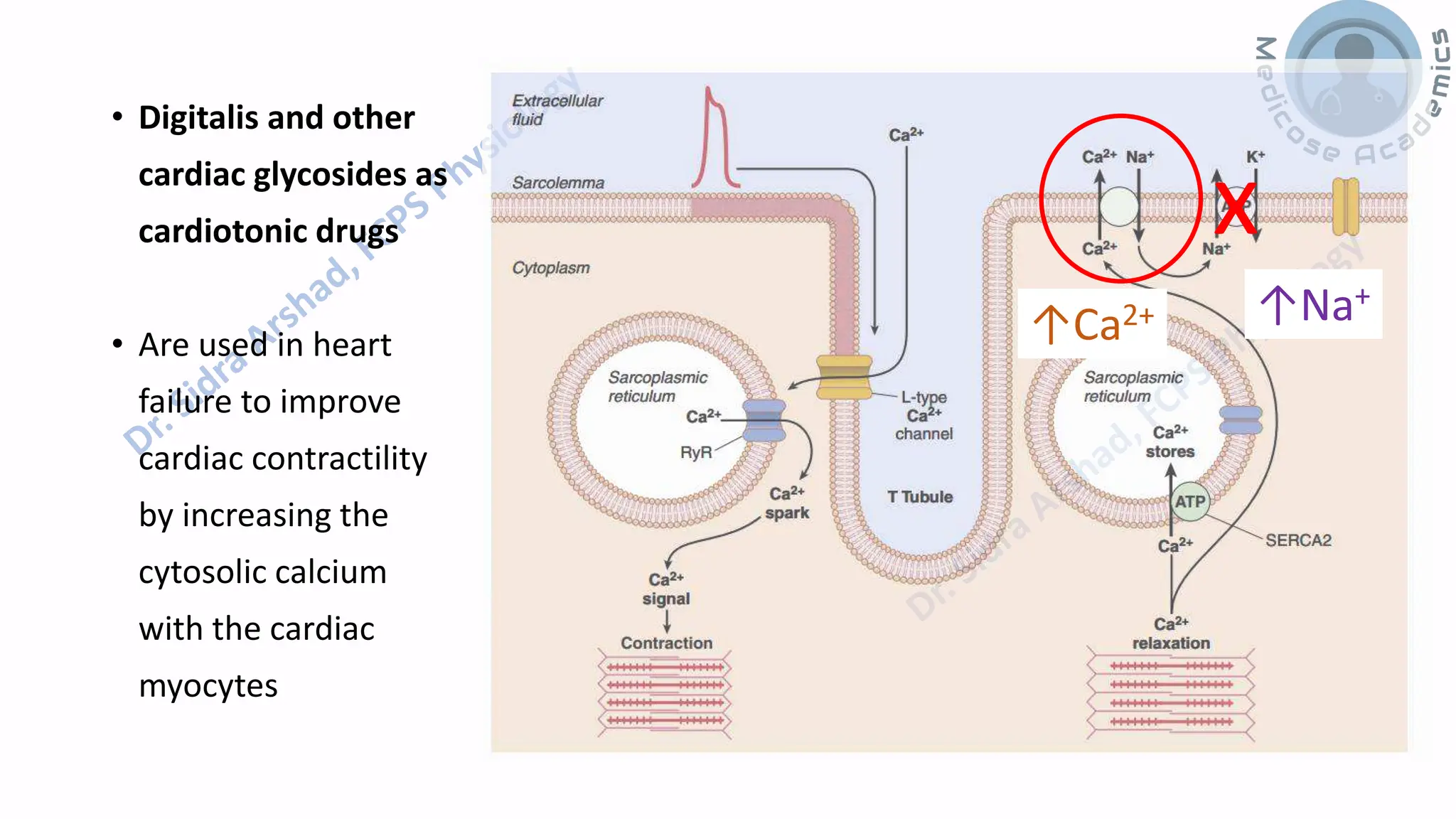 Cardiovascular Physiology - Cardiac Failure | PDF