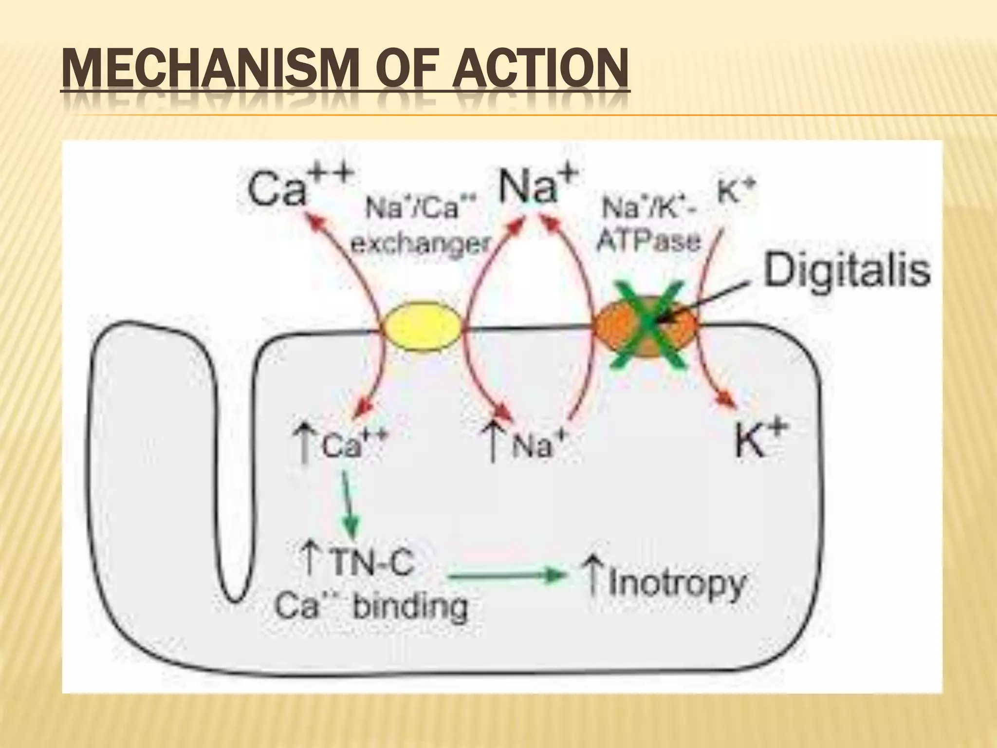 Cardiac glycoside PHARMACOLOGY | PPTX