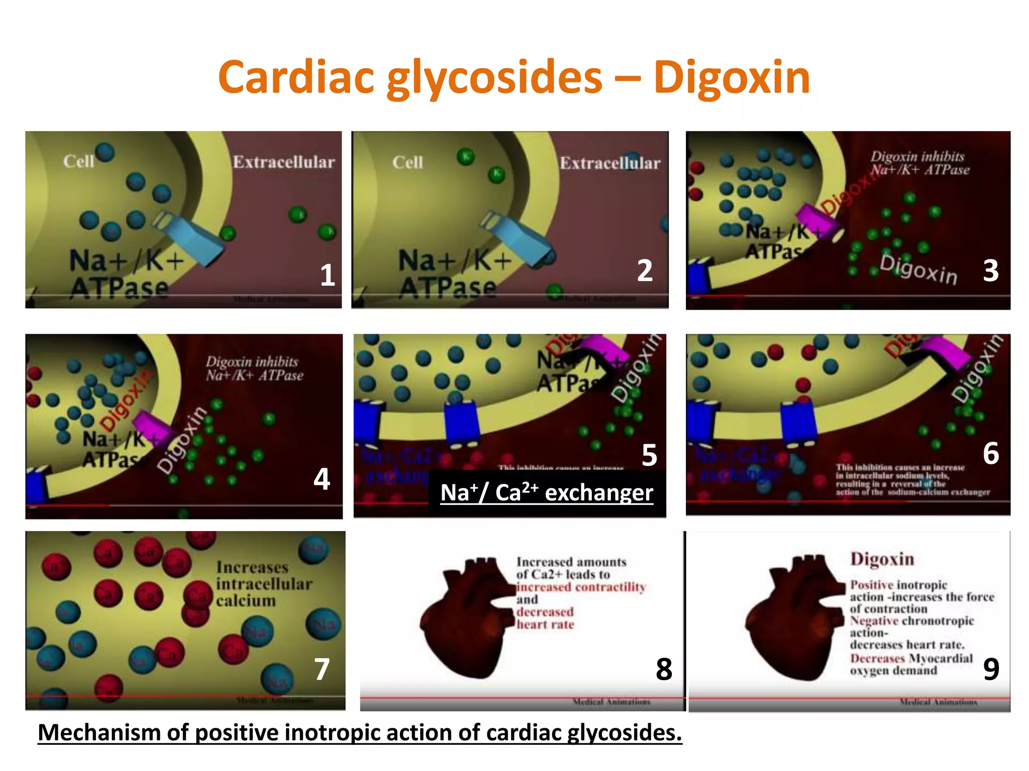 Cardiac glycosides | PPTX