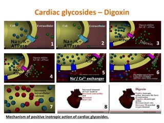 Cardiac glycosides | PPTX