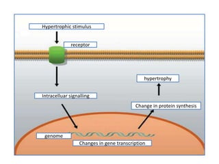 Cardiac hypertrophy - Molecules and drugs involved | PPTX