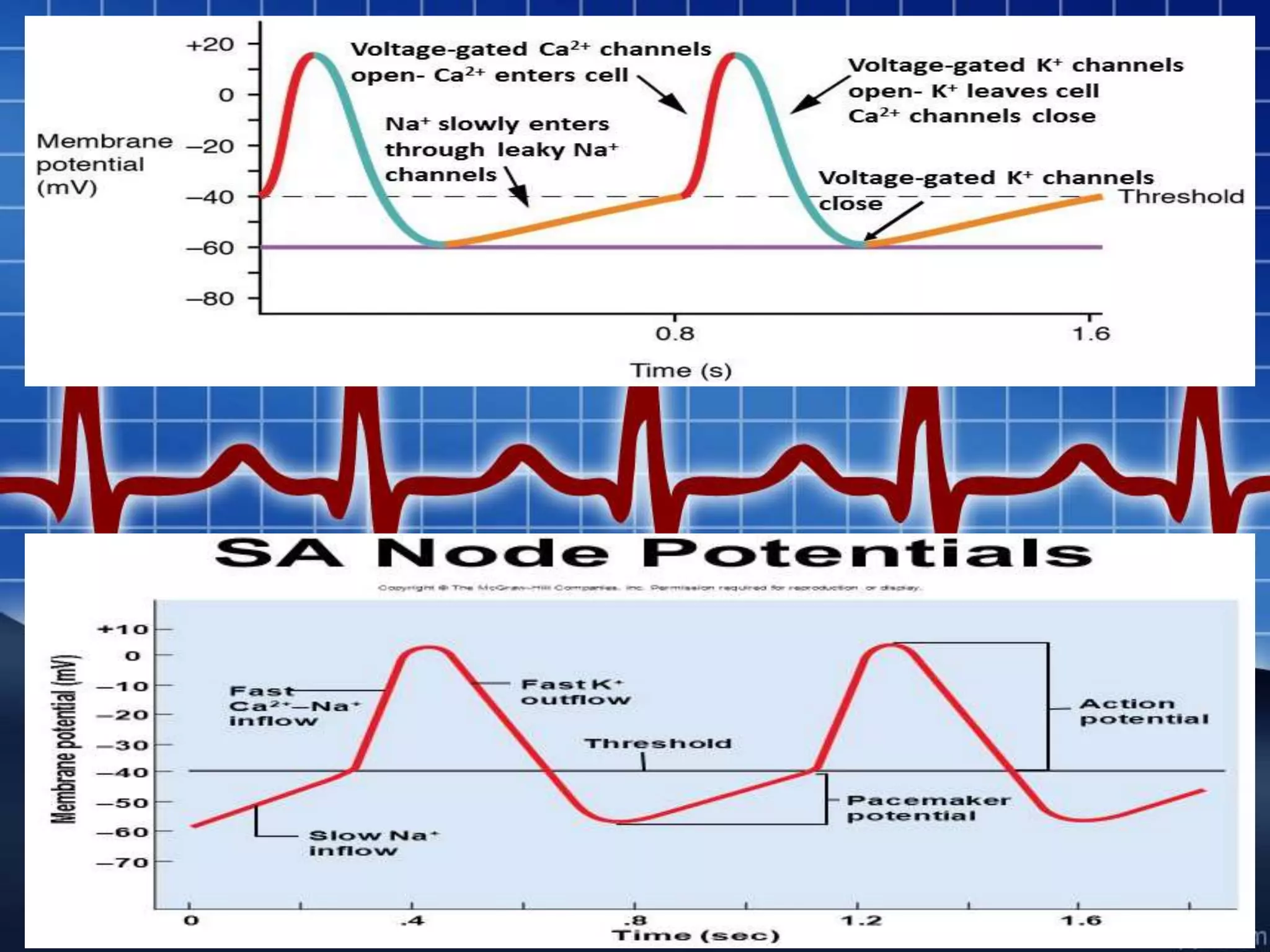 Generation and conduction of Cardiac impulse | PPT