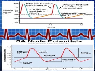 Generation and conduction of Cardiac impulse | PPT