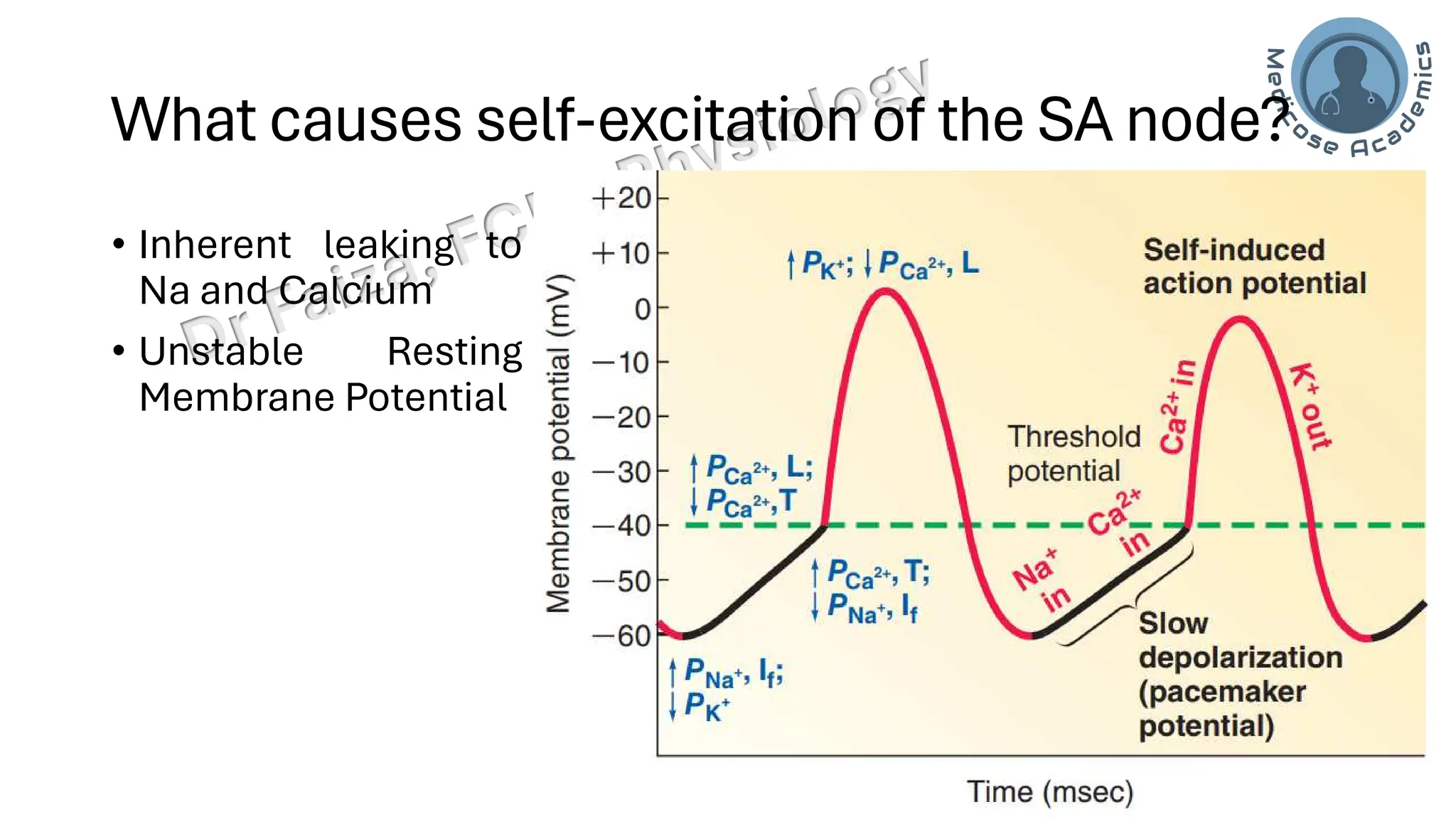 Cardiac Impulse: Rhythmical Excitation and Conduction in the Heart | PDF