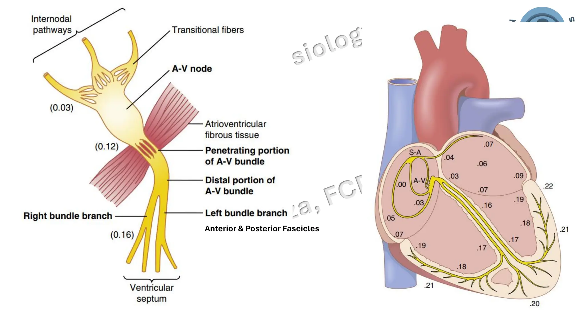 Cardiac Impulse: Rhythmical Excitation and Conduction in the Heart | PDF