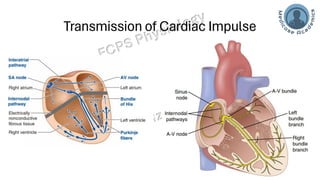 Cardiac Impulse: Rhythmical Excitation and Conduction in the Heart | PDF