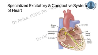 Cardiac Impulse: Rhythmical Excitation and Conduction in the Heart | PDF