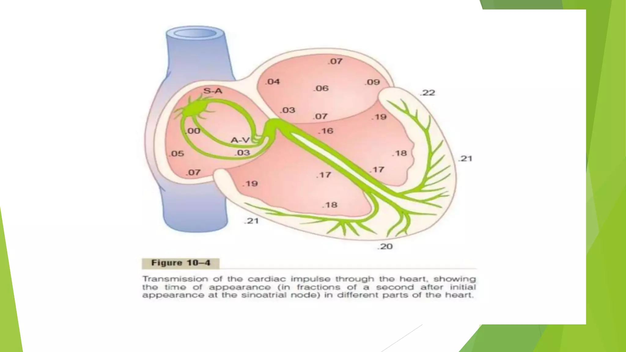 Cardiac impulse conduction and innervation.pptx