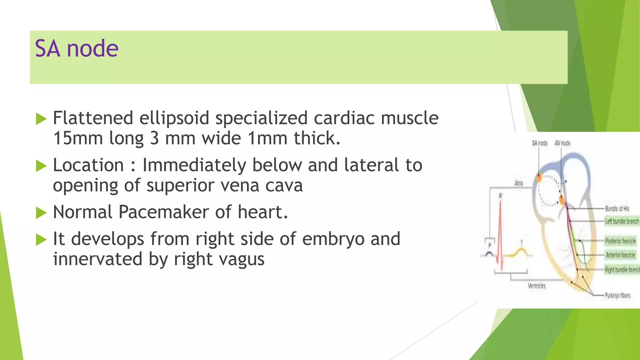 Cardiac impulse conduction and innervation.pptx