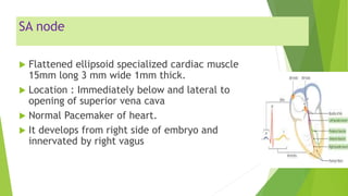 Cardiac impulse conduction and innervation.pptx