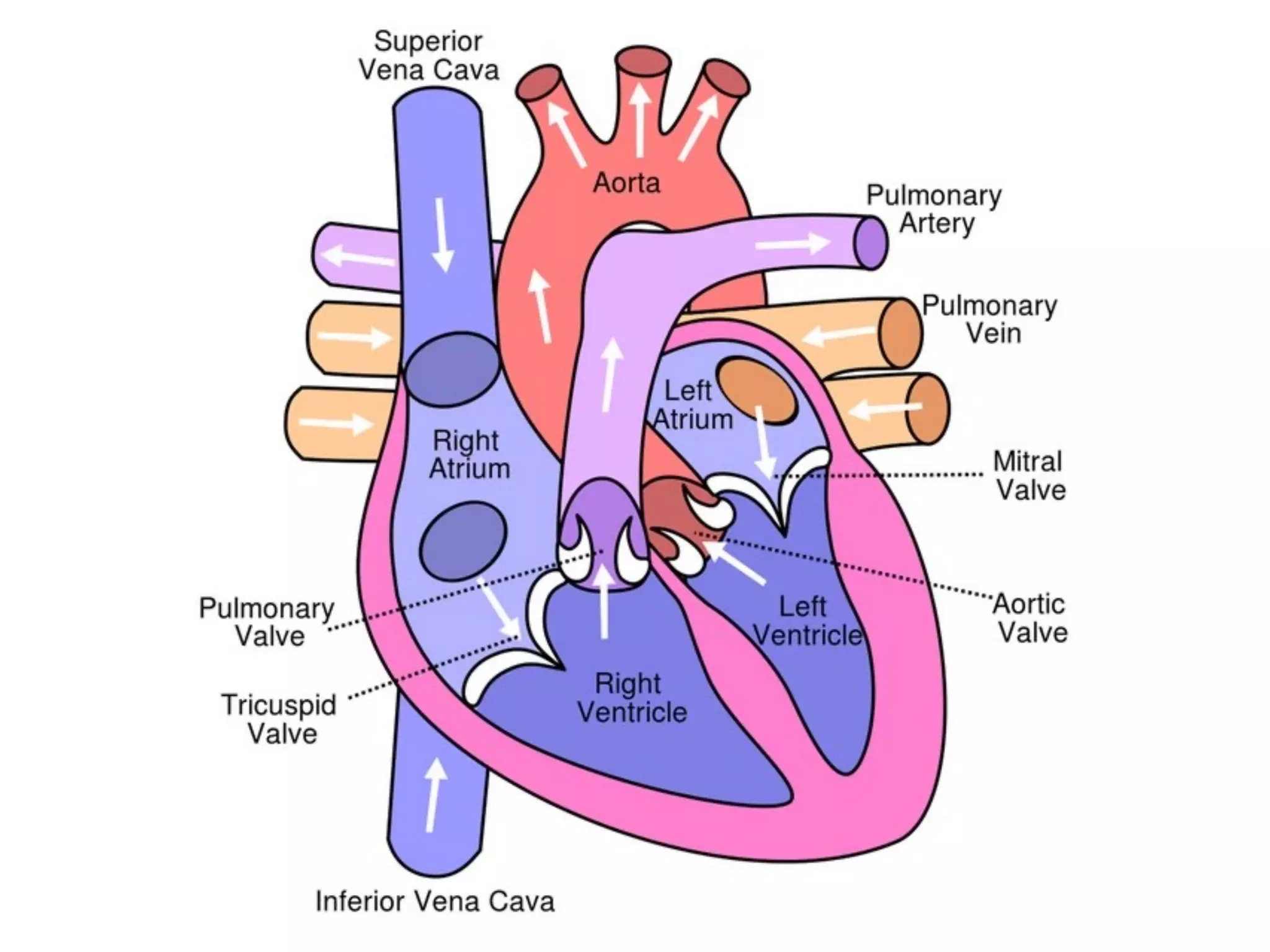 Cardiac markers | PDF