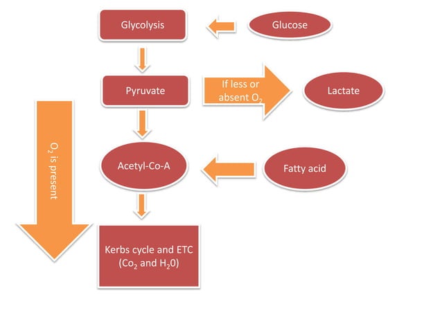 Cardiac metabolic imaging | PPT