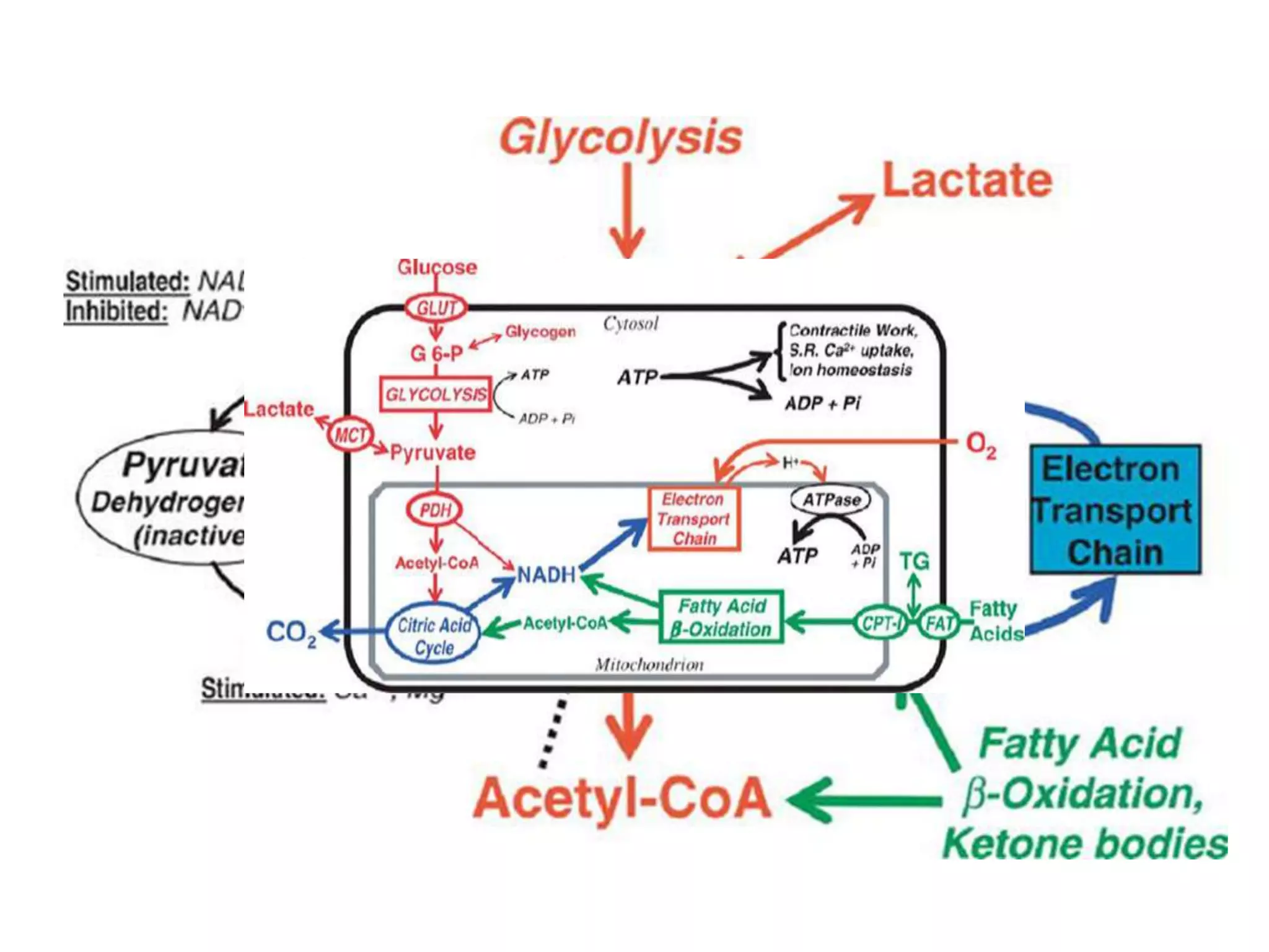 Cardiac metabolism.pptx