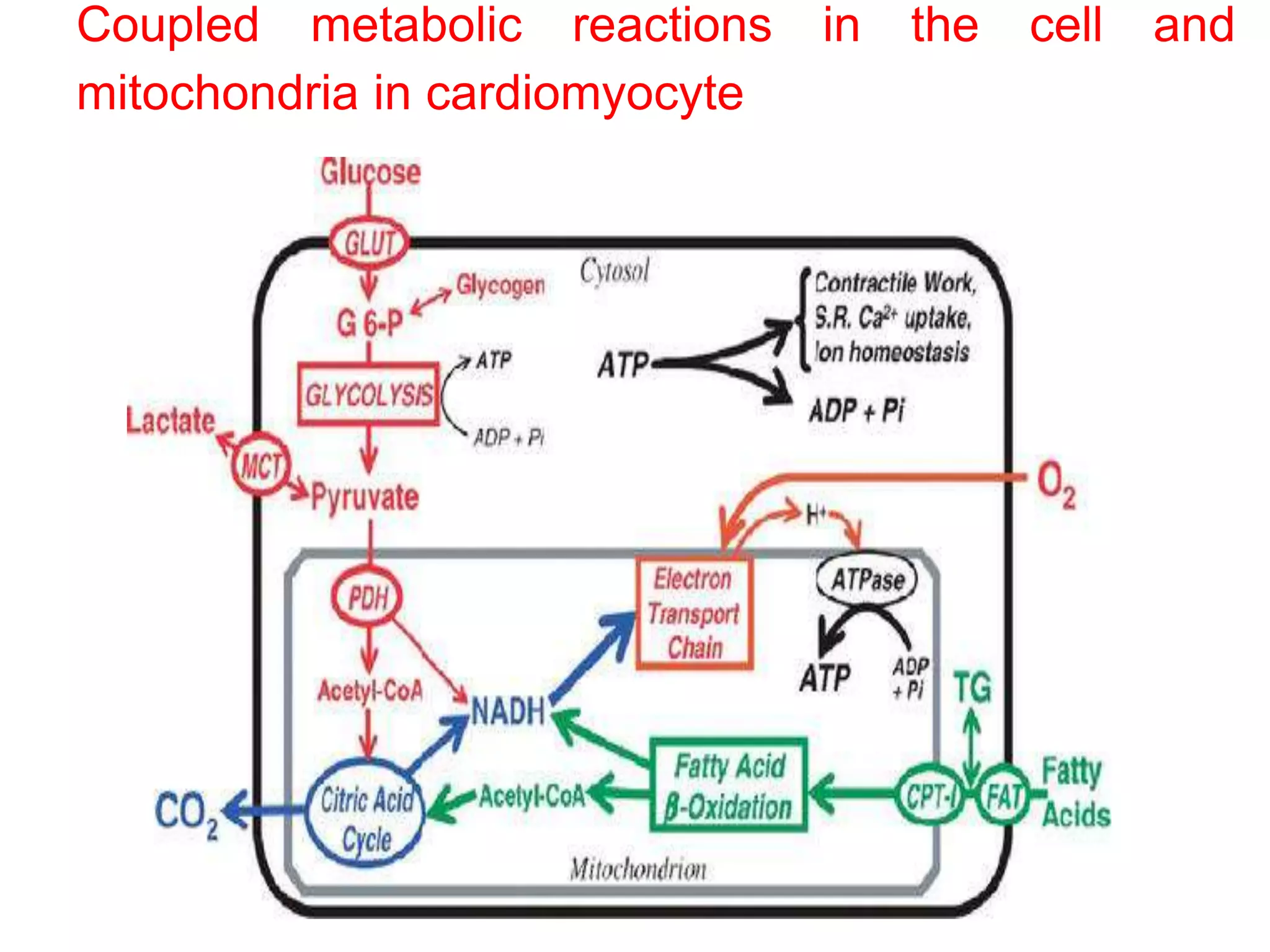 Cardiac metabolism.pptx