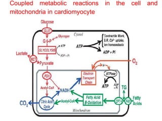 Cardiac metabolism.pptx