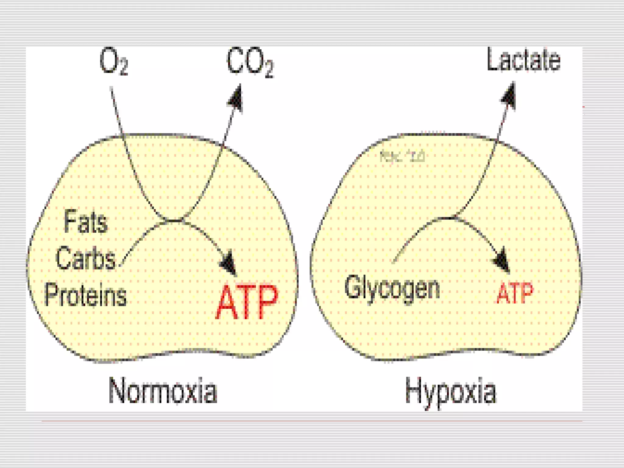 Cardiac metabolism & reperfusion injury | PPT