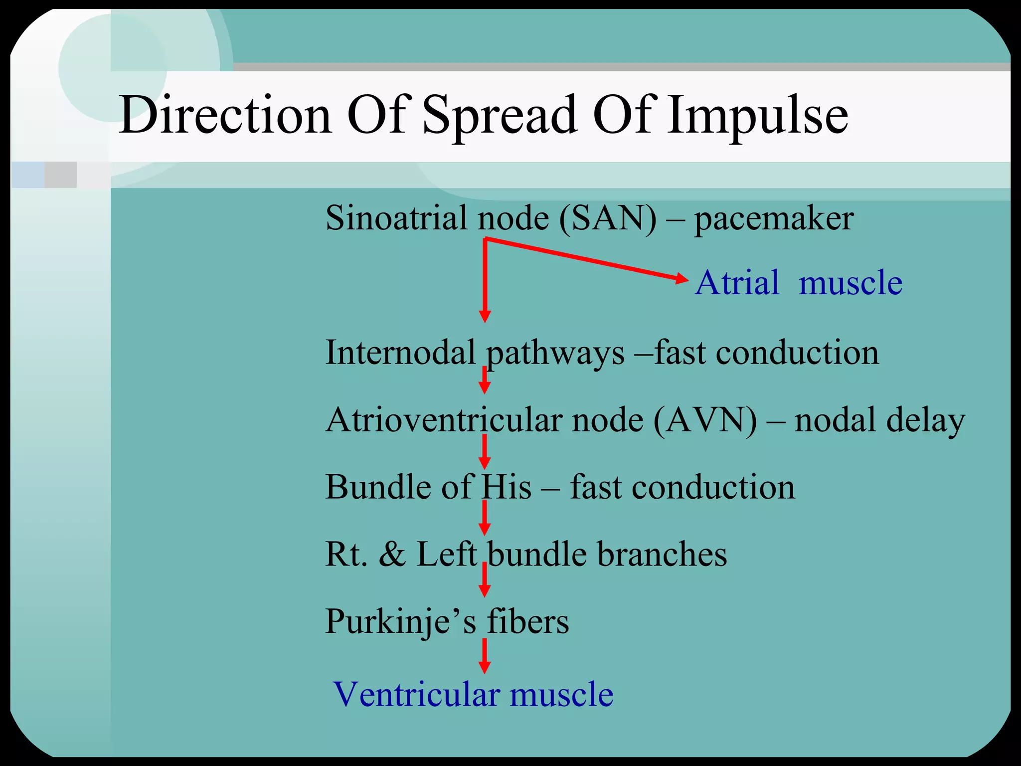 Cardiac muscle | PPS